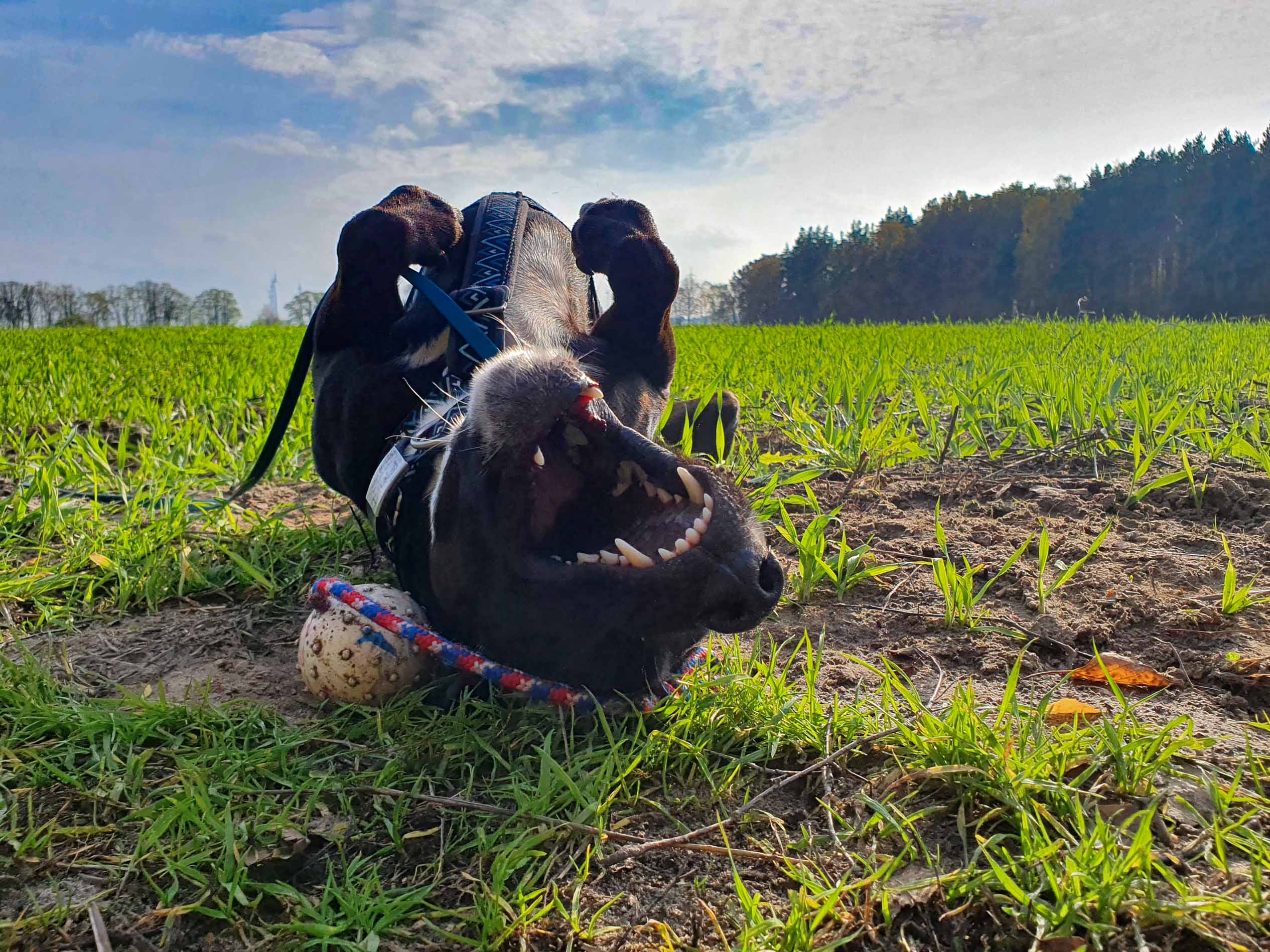 Wandern mit Hund um den Löhmer Haussee | Pfotentour